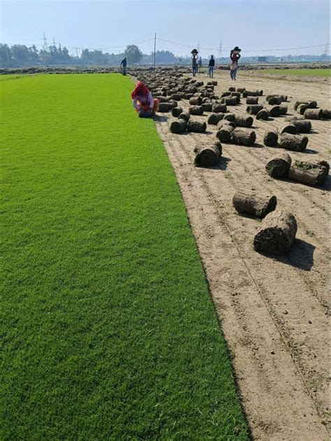 Rectangular Polypropylene Cricket Ground Natural Grass For Outdoor 6
