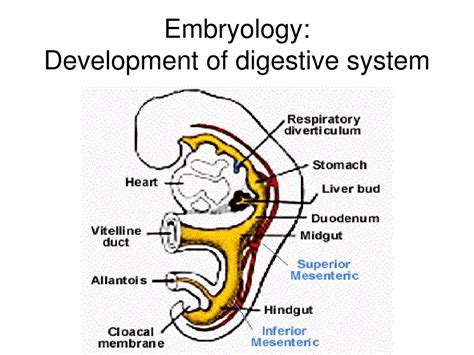 Ppt Embryology Development Of Digestive System Powerpoint Presentation Id 9521481