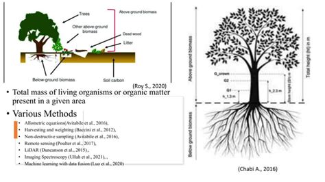 Biomass Estimation Pptx