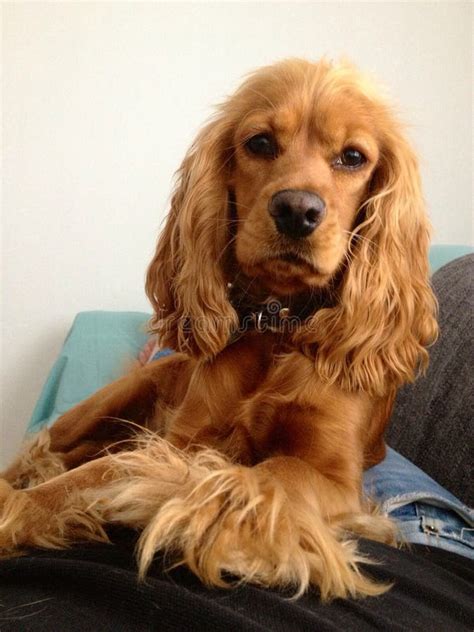 Cocker Spaniel Stock Image Image Of Snout Cavapoo Pretty 47320561