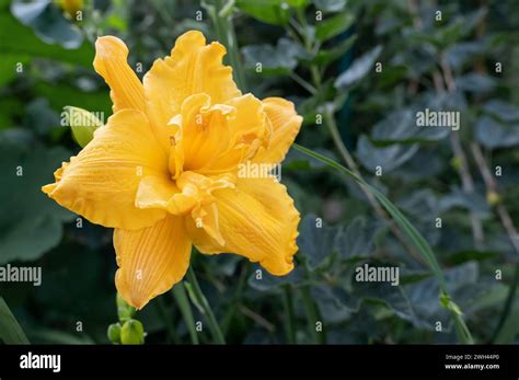 Beautiful Double Yellow Flower Of Daylily Variety Hemerocallis