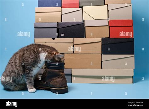 Curious Cat Stuck Its Head Into A Boot Against The Background Of Shoe Boxes Copy Space Stock