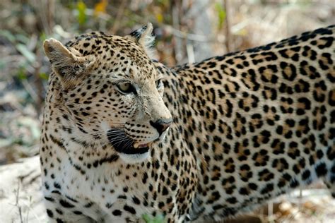 Leopard Habitat