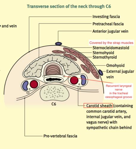 Thyroid Axis Flashcards Quizlet