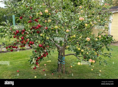 Different Apple Varieties Are Grafted Onto The Same Apple Tree Stock