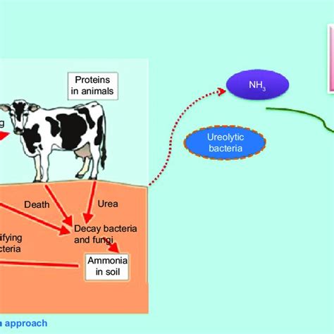 Schematic Representation Of Biogenic Hap Synthesis Abbreviation Hap Download Scientific