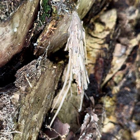 Metura Elongatus Saunders Case Moth Naturemapr Australia