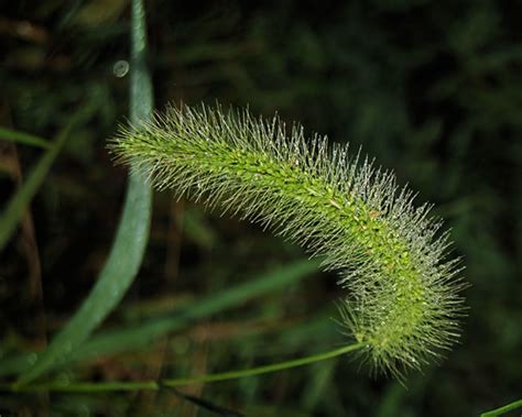 Plsc 260 Lab Monocot Weeds Flashcards Quizlet