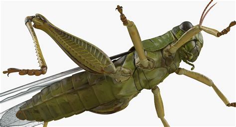 Grasshopper 3d Model 3d Model 129 3ds C4d Fbx Ma Obj Max