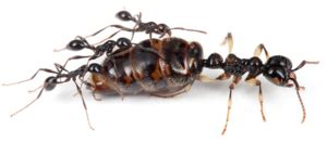 Aenictus Antwiki