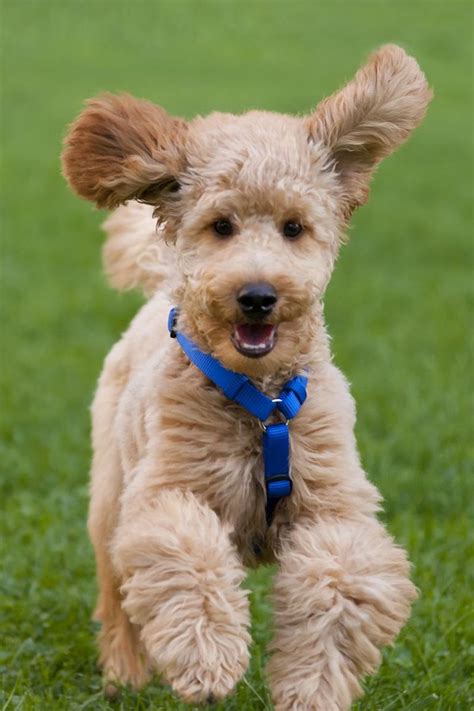 Are Poodle Smart