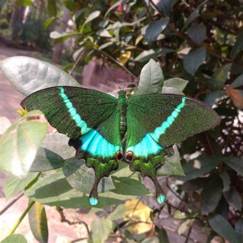 Beautiful Creeper Youtube