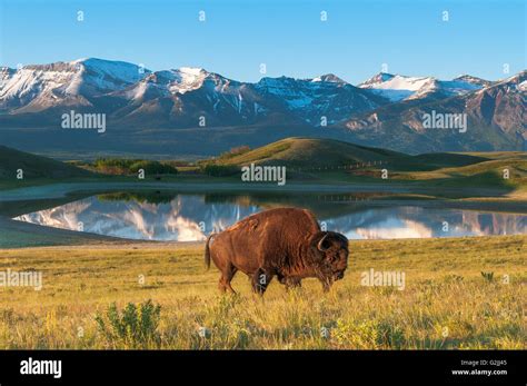 Bisonte Paddock Waterton Immagini E Fotografie Stock Ad Alta