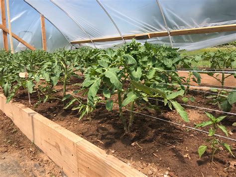 Expert How To Pruning And Trellising Tomatoes For Success Two Oaks Farm Talk Downhome