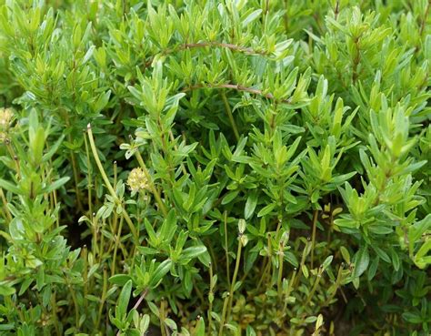 What Plants Have Shallow Roots A Comprehensive Guide Plants Gardener