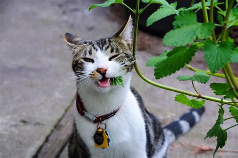 The Best Views Of What Does Catnip Look Like 2024