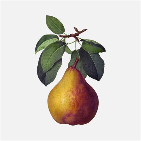 Doyenné Du Comice Pear Tofujoe