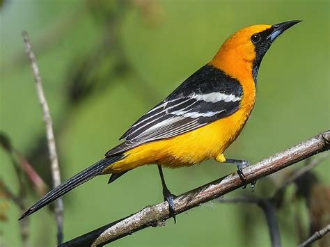 Oriole Bird