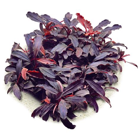 Bucephalandra Sp Brownie Ghost Aquasabi Aquascaping Shop