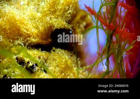Crustacean Balanus Sp Catches Plankton Among Algae Black Sea Stock
