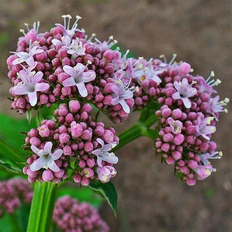 Valerian Seeds Medicinal Plant Valeriana Officinalis Medicinal