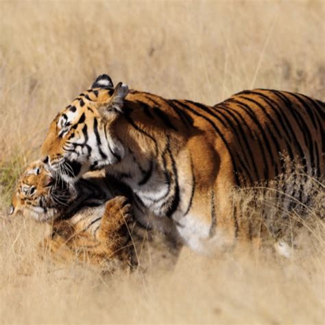 Sonic Tiger Tv Youtube