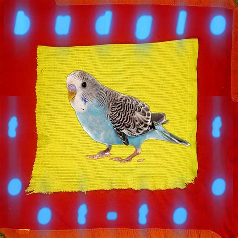 Teet Teet Budgie