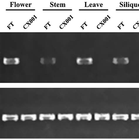 Semi Quantitative Rt Pcr Analysis Of The Expression Of Braa09g0664803c Download Scientific
