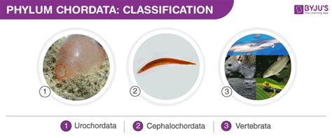 Amphibia The 7 Classes Of The Phylum Chordata