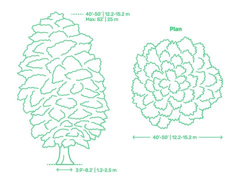 Red Oak Champion Oak Tree Dimensions And Drawings