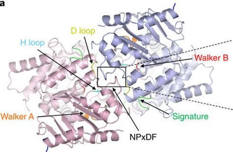 Page 2 Details Of Bcrp Structure