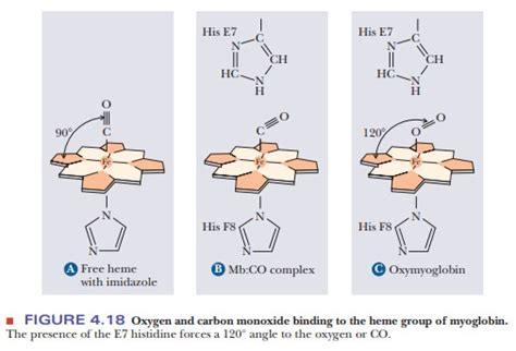 Myoglobin An Example Of Protein Structure
