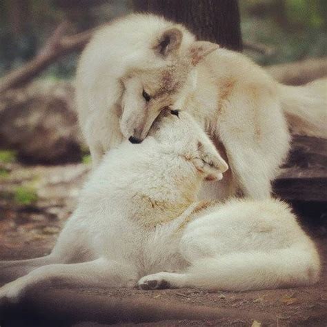 Barbu Simona Youtube