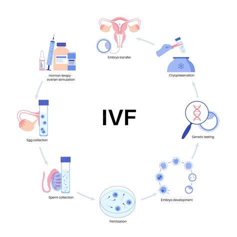 Premium Vector Human Egg Cell Anatomy Fertilisation Gynecology And