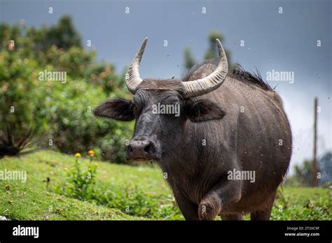 A Picture Of An Indian Water Buffallo Walking In A Cloudy Day Stock