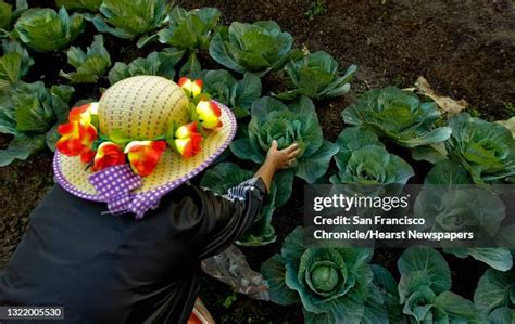 Cabbage Patch Garden Photos And Premium High Res Pictures Getty Images