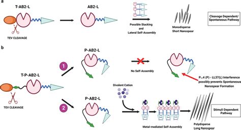 Schematic Of Proposed Models Of Spontaneous Organization And