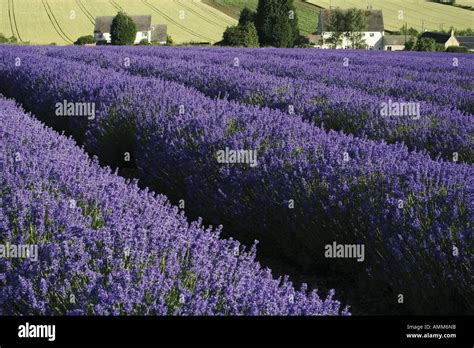 Lavender Fields Snowshill Lavender Farm The Cotswolds Gloucestershire Midlands England Stock