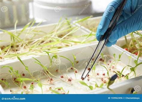 Scientist Taking Sprouted Corn Seed From Container With Tweezers