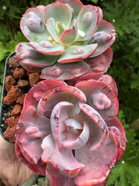 Echeveria Beyonse Variegated Imported Korean Succulents Etsy