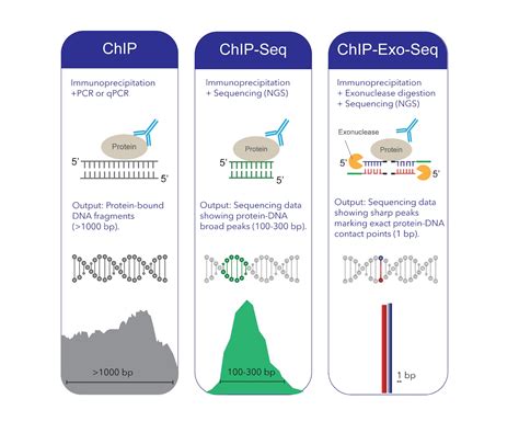 Advancing Epigenetics Research With Chip Exo Seq Validated Antibodies