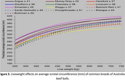 Understanding Why And How To Measure Scrotal Size Beef Central
