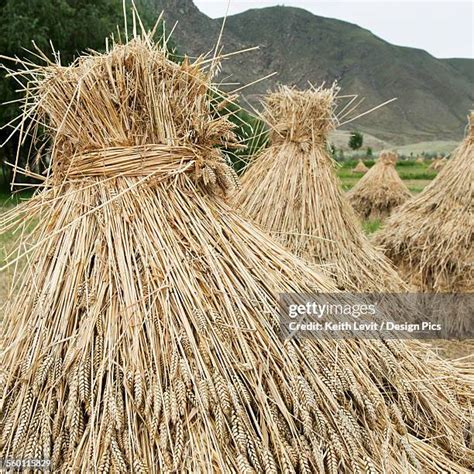 Wheat Sheaf Photos And Premium High Res Pictures Getty Images