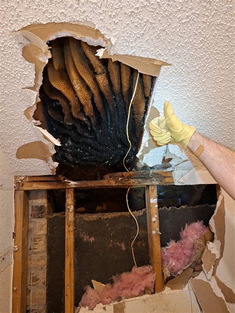 How To Brace Ceiling Joist For Stud Repair And Stud Plate Rdiy