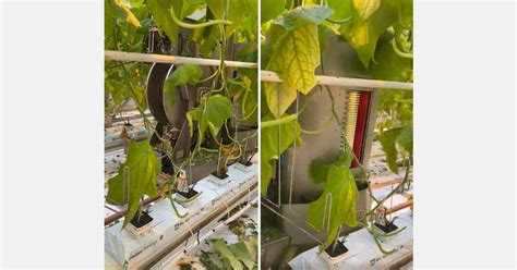 Robot Picks Leaves For Dutch Cucumber Company Drenthe Growers
