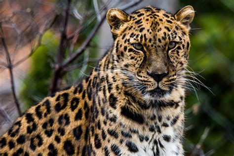 [200 ] Fondos De Fotos De Leopardo
