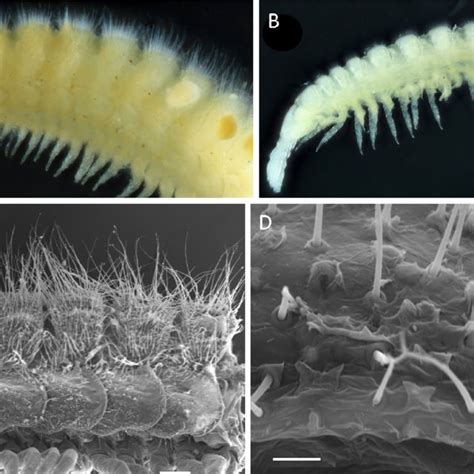 Siphonophora Setaepromissa Sp Nov Non Type Specimens A Mid Body Download Scientific Siphonophora Setaepromissa Sp Nov Non Type Specimens A Mid Body Download Scientific