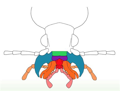 Entomology Exam 1 Diagram Quizlet