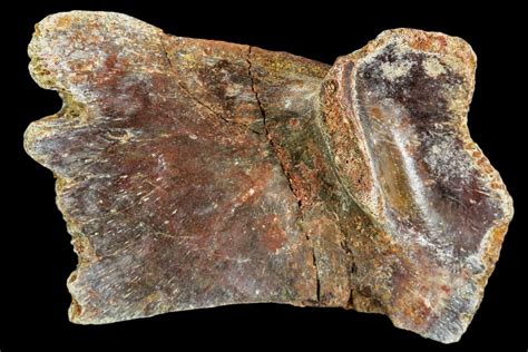 Fossil Turtle Shell Section Kem Kem Beds Morocco For Sale FossilEra Com