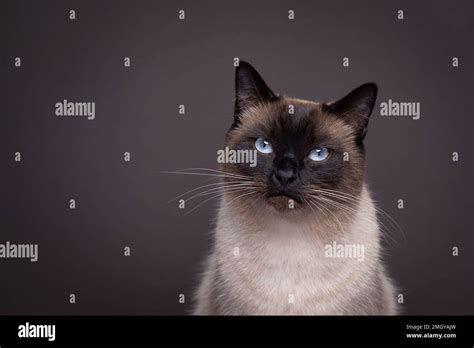 Black Siamese Cat With Blue Eyes